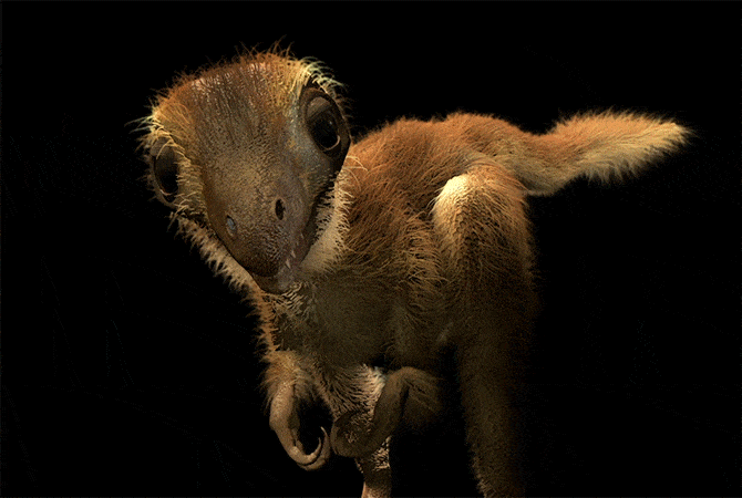 Baby Animals Chicken GIF by American Museum of Natural History - Find ...