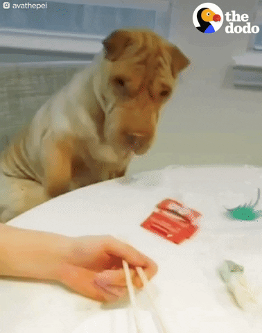 Tapping Shar Pei GIF by The Dodo - Find & Share on GIPHY