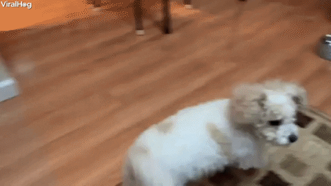 Dog GIF by ViralHog - Find & Share on GIPHY