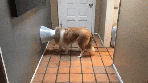 Fin lost his balls... he's not taking it very well. : WatchPeopleDieInside