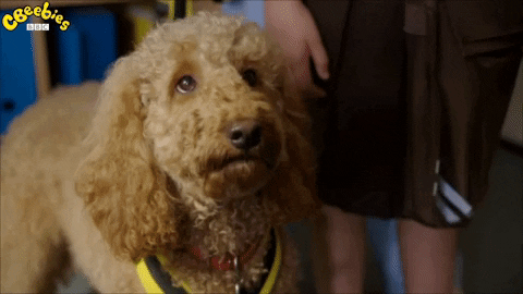 Sad Dog GIF by CBeebies HQ - Find & Share on GIPHY