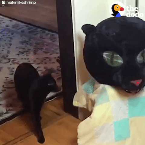 Cat Jumping GIF by The Dodo - Find & Share on GIPHY