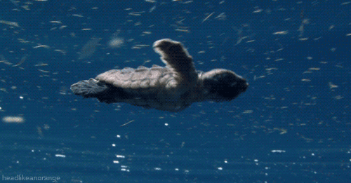 Baby Turtle GIF - Find & Share on GIPHY