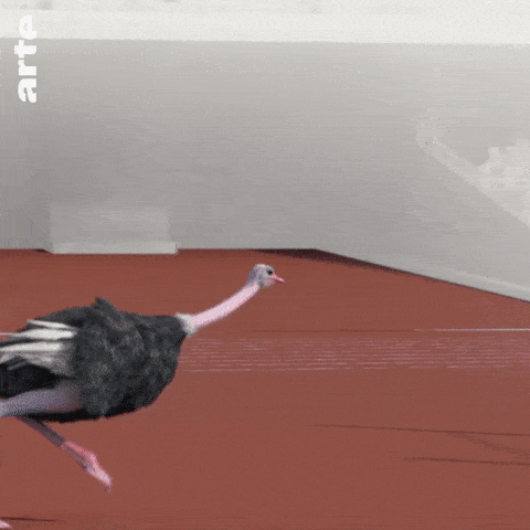 Ostrich Athleticus GIF by ARTE - Find & Share on GIPHY