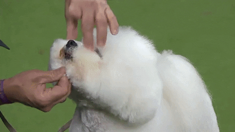 Westminster Dog Show Wkc 2018 GIF by Westminster Kennel Club - Find ...