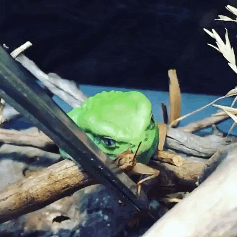 Hungry Frog GIF by California Academy of Sciences - Find & Share on GIPHY