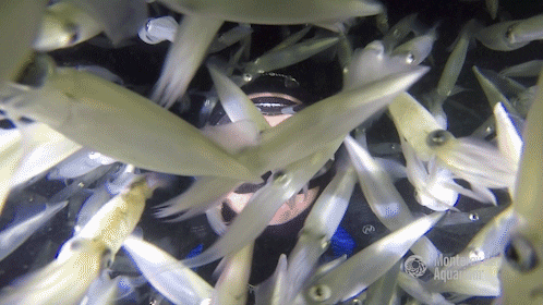 Squid Cephalopod GIF by Monterey Bay Aquarium - Find & Share on GIPHY