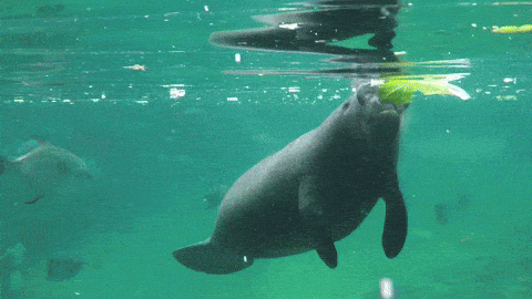 Columbus Zoo Manatee GIF by Nat Geo Wild - Find & Share on GIPHY