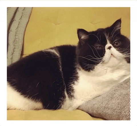 Cat GIF by Product Hunt - Find & Share on GIPHY