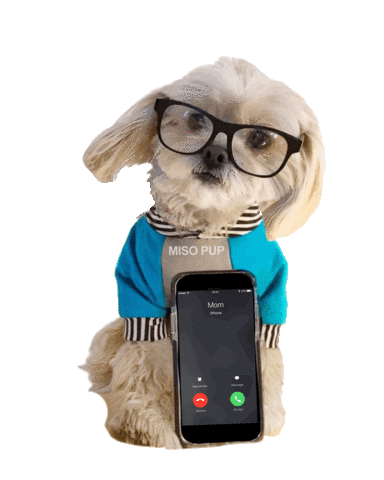 Dog Phone Sticker by MISO PUP for iOS & Android | GIPHY
