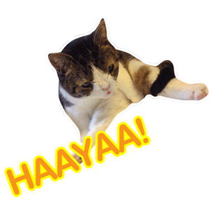 Cool Cat Kick Sticker for iOS & Android | GIPHY