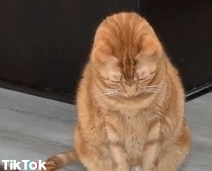 Cat What GIF by TikTok - Find & Share on GIPHY