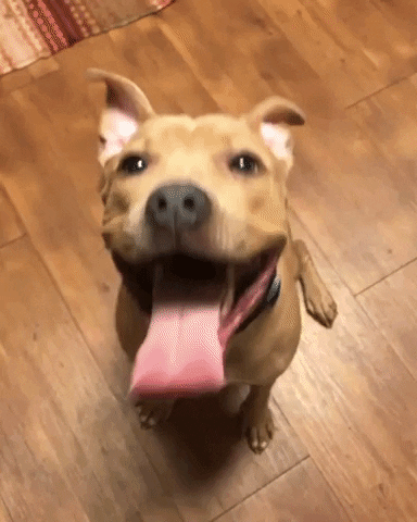 20 Dogs Who Just Can't Contain Their Excitement | Cuteness