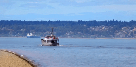 Washington Seattle GIF - Find & Share on GIPHY