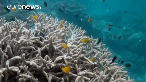 Fish Corals GIF by euronews - Find & Share on GIPHY