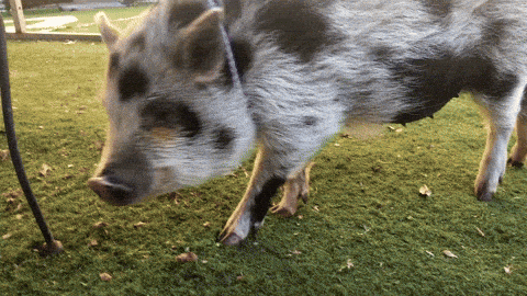 Babe The Pig GIF by Nebraska Humane Society - Find & Share on GIPHY