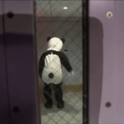 Dance Hashtag The Panda GIF - Find & Share on GIPHY