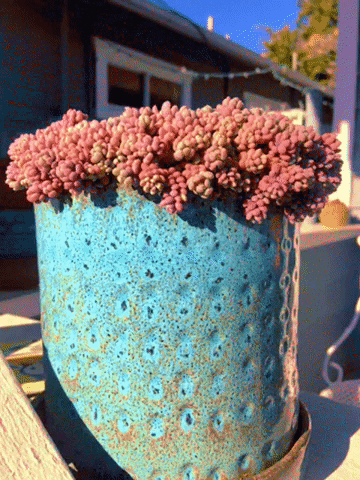 Succulent GIF by Justin - Find & Share on GIPHY