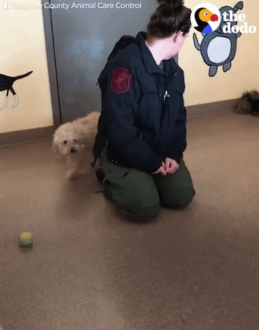 Dog Reunion GIF by The Dodo - Find & Share on GIPHY