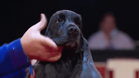 Happy Dog Show GIF by American Kennel Club - Find & Share on GIPHY