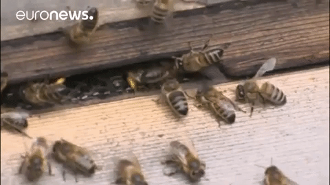 Bees GIF by euronews - Find & Share on GIPHY