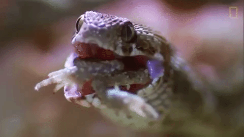 National Geographic Eating GIF by Nat Geo Wild - Find & Share on GIPHY