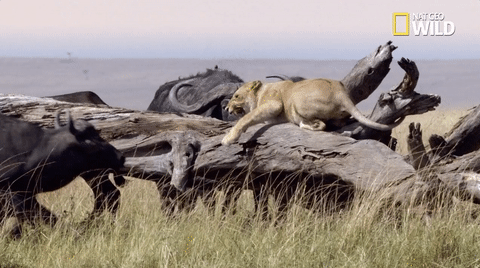 African Cats Big Cat Week GIF by Nat Geo Wild - Find & Share on GIPHY