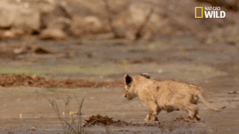 Soul Of The Cat GIF by Nat Geo Wild - Find & Share on GIPHY