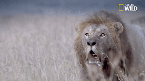 African Cats Big Cat Week GIF by Nat Geo Wild - Find & Share on GIPHY
