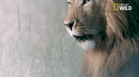 Nat Geo Big Cat Week GIF by Nat Geo Wild - Find & Share on GIPHY