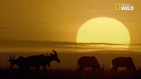 African Cats Big Cat Week GIF by Nat Geo Wild - Find & Share on GIPHY