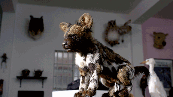 Spy In The Wild Robots GIF by ThirteenWNET - Find & Share on GIPHY