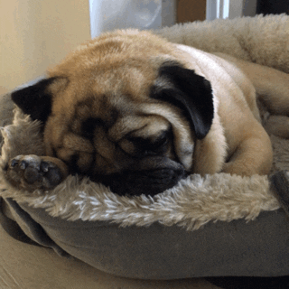 How to stop your pet snoring | Woman's Day