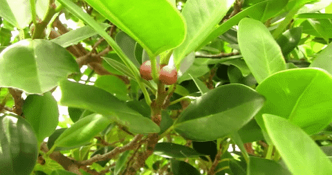 Indian Laurel Fig La Trees GIF by alixmcalpine - Find & Share on GIPHY