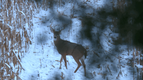 Outdoor Channel Craig Morgan All Access Outdoors GIF by Craig Morgan ...