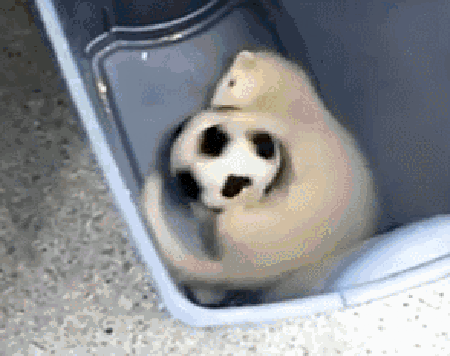 25 Ferrets Who Will Make You Wish You Had a Ferret | Cuteness