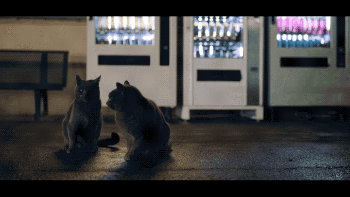 Cat GIF by Petit Biscuit - Find & Share on GIPHY