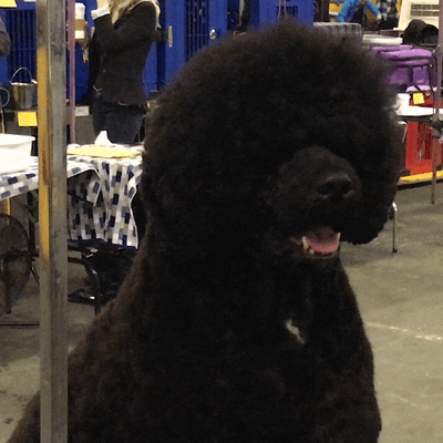 Dog Show Dogs GIF by Westminster Kennel Club - Find & Share on GIPHY