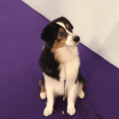 Australian Shepherd GIFs - Get the best GIF on GIPHY