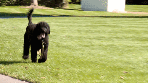 White House Dogs GIF by Obama - Find & Share on GIPHY