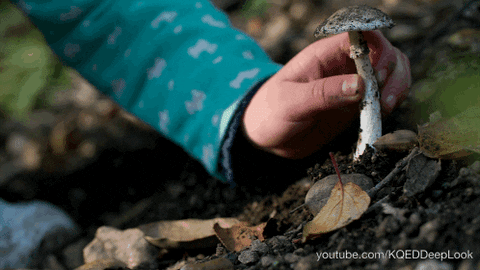 Poisonous Mushroom GIF by PBS - Find & Share on GIPHY