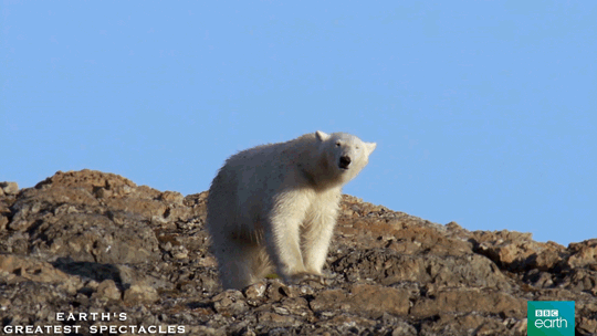 Natural History Wildlife GIF by BBC Earth - Find & Share on GIPHY