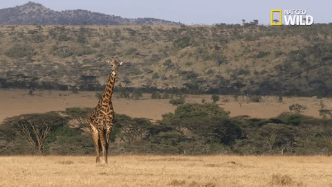 Savage Kingdom Big Cat Week GIF by Nat Geo Wild - Find & Share on GIPHY