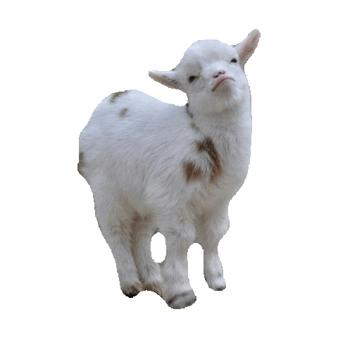Goat Sticker by imoji for iOS & Android | GIPHY