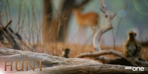 Bbc One Wildlife GIF by BBC - Find & Share on GIPHY