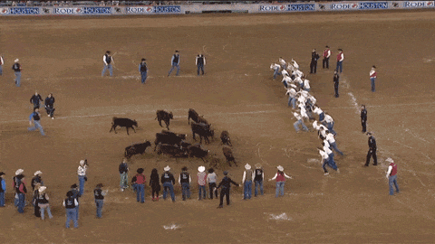 Calf Scramble GIFs - Find & Share on GIPHY
