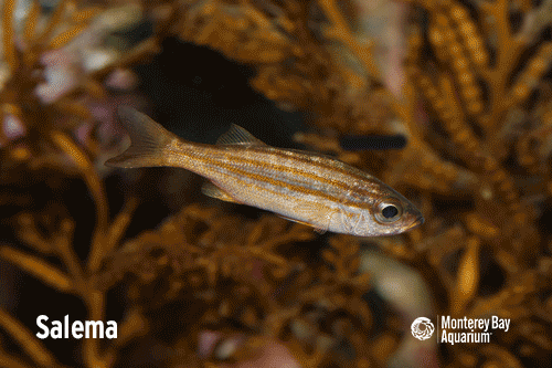 Growing GIF by Monterey Bay Aquarium - Find & Share on GIPHY