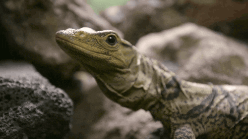 Lizard Reptiles GIF by San Diego Zoo - Find & Share on GIPHY
