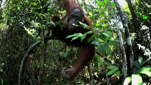 Wild Animals GIF by PBS - Find & Share on GIPHY