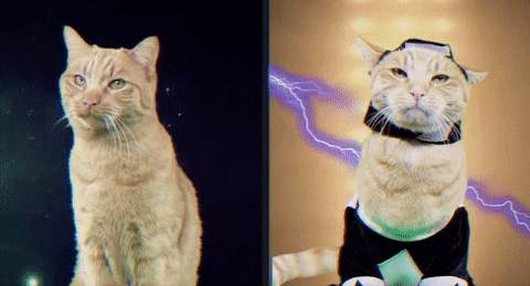Mighty Morphin Power Rangers Cat GIF by Power Rangers - Find & Share on ...